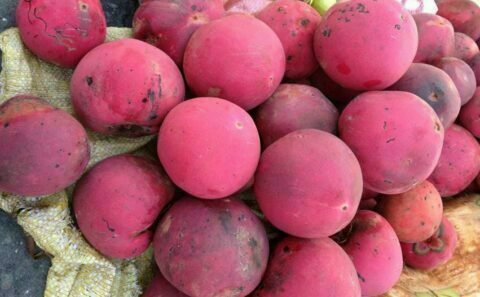 Mabolo Fruits. Kamagong Fruit/FilipinoEggrolls