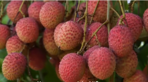 Lychee Fruits, Litchi, Litcheas/FilipinoEggrolls