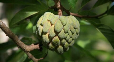 Sugar Apple, Atis Fruit, Sweetsop /FilipinoEggrolls
