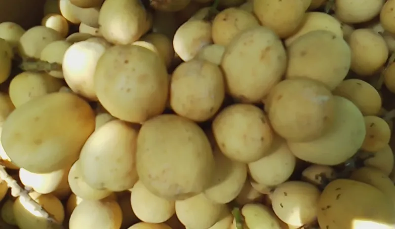 Lanzones Fruit, Tropical Filipino Fruits/FilipinoEgrolls