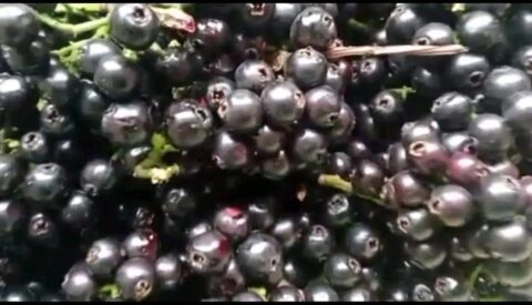 Exotic Philippine Fruits, Bicol Baligang Fruit/FilipinoEggrolls